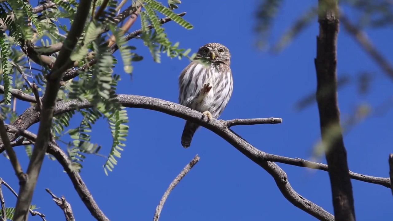 Ferruginous Pygmy-Owl, Altar Valley, Arizona - YouTube