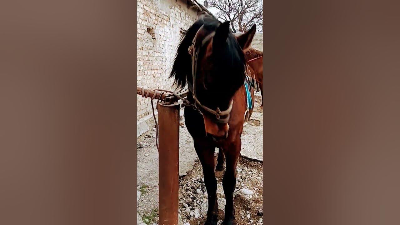 лошадь 🐎 🐴 🎠 🐎 🐴 🎠 - YouTube