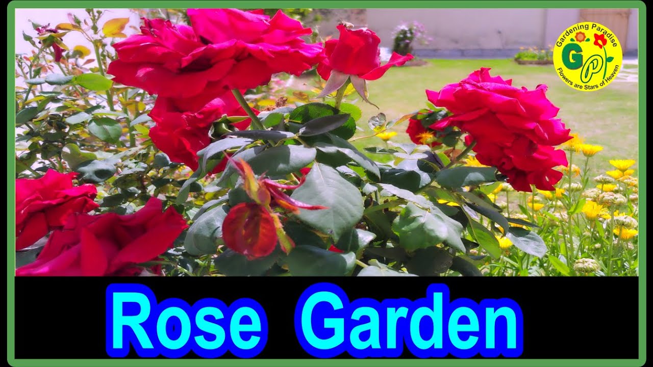 How to grow roses for beginners Rose Flower Garden | Overview of my ...