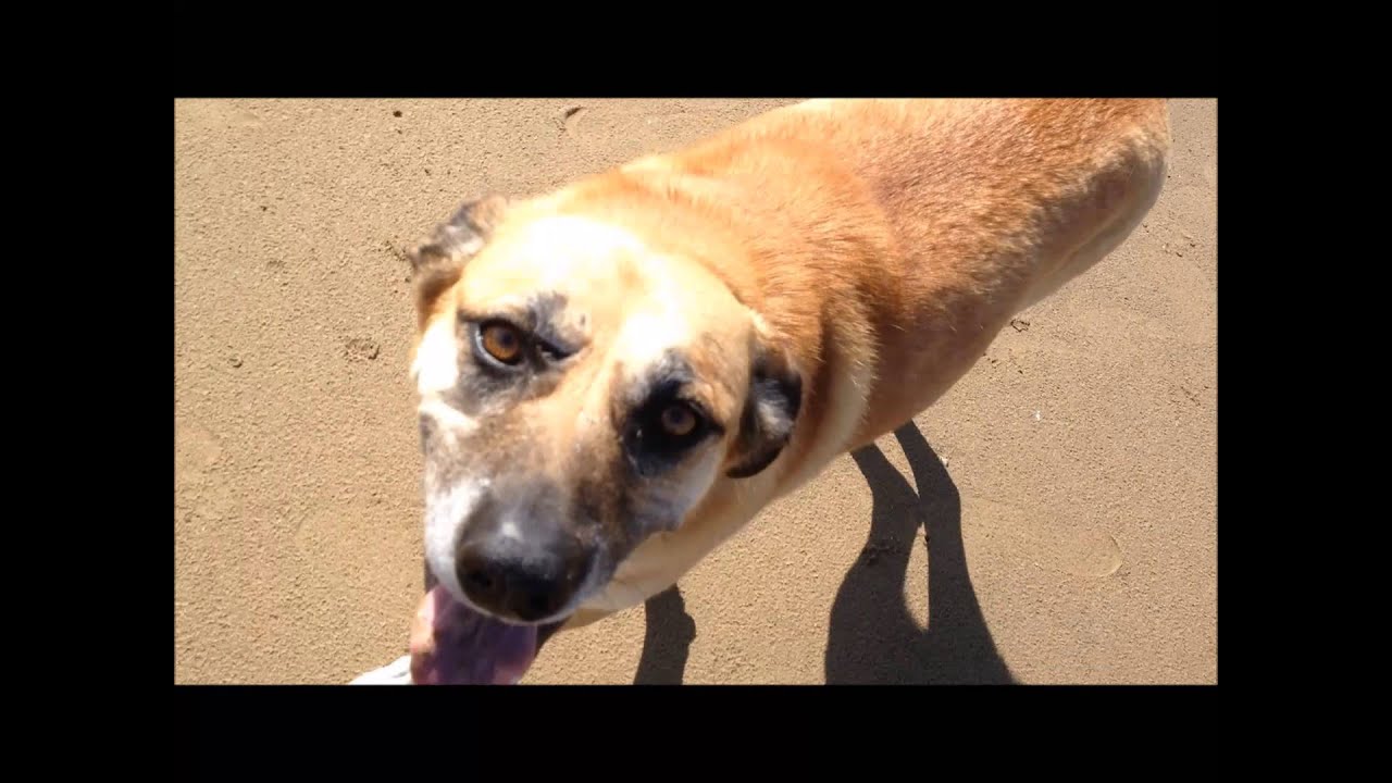 Snickers At The Beach } Snickers Channel - YouTube
