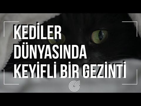 Kediler Dünyasında Keyifli Bir Gezinti  - SNT Life