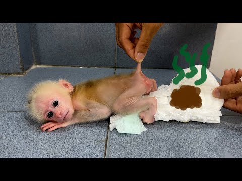 Interesting! what did baby monkey Xuka do with the diaper discomfort?#monkey  #newbornmonkey #xuka