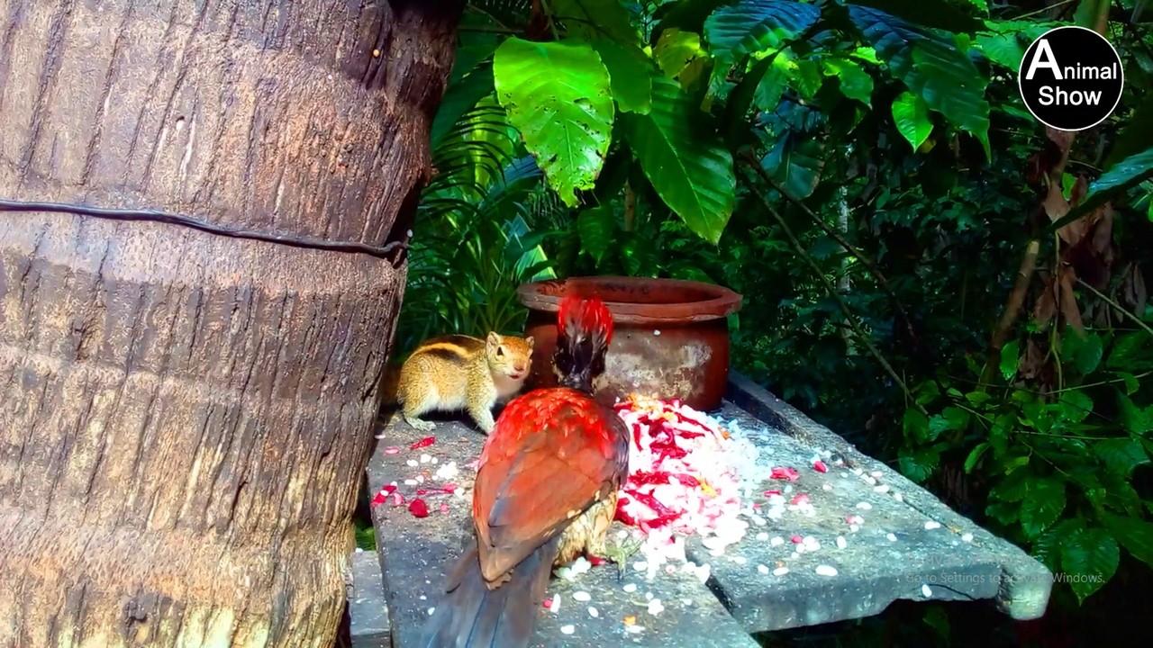 Woodpecker does not allow come chipmunk to table - YouTube