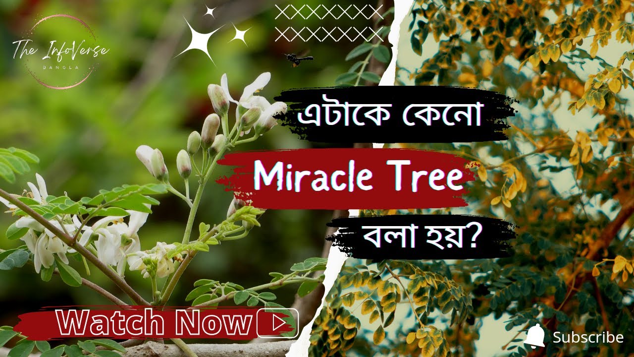 এটিকে 'The Miracle Tree' কেনো বলা হয়? | Amazing fact About Moringa ...