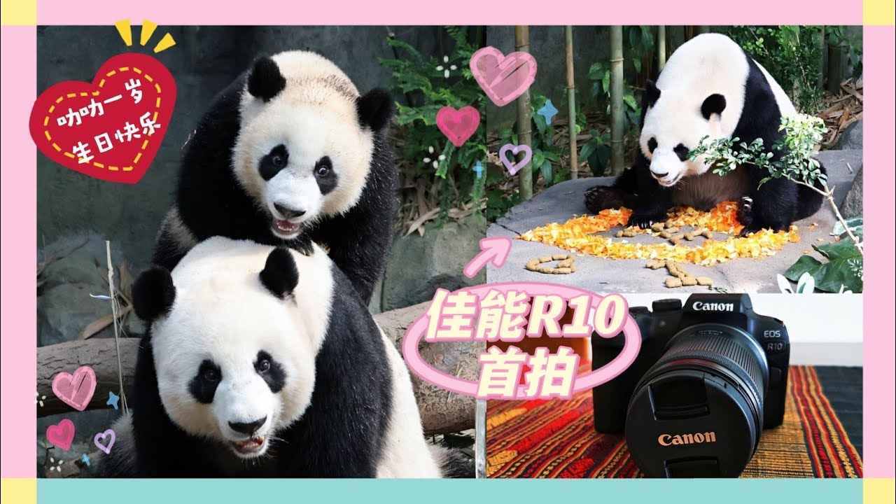 Giant Panda Le Le 叻叻 1st Birthday + 1st shot w/ Canon EOS R10 大熊猫叻叻庆祝一岁 ...