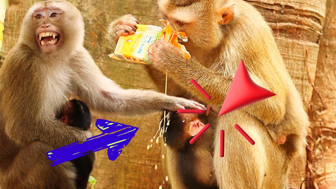 # Poorly lovely Baby Monkey Today, Get wet on his cute Head with sweet ...