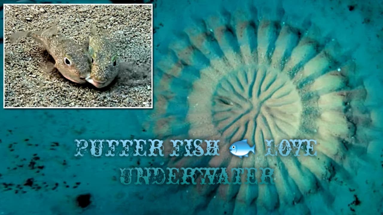 Puffer fish : A Unique Courtship Display - YouTube