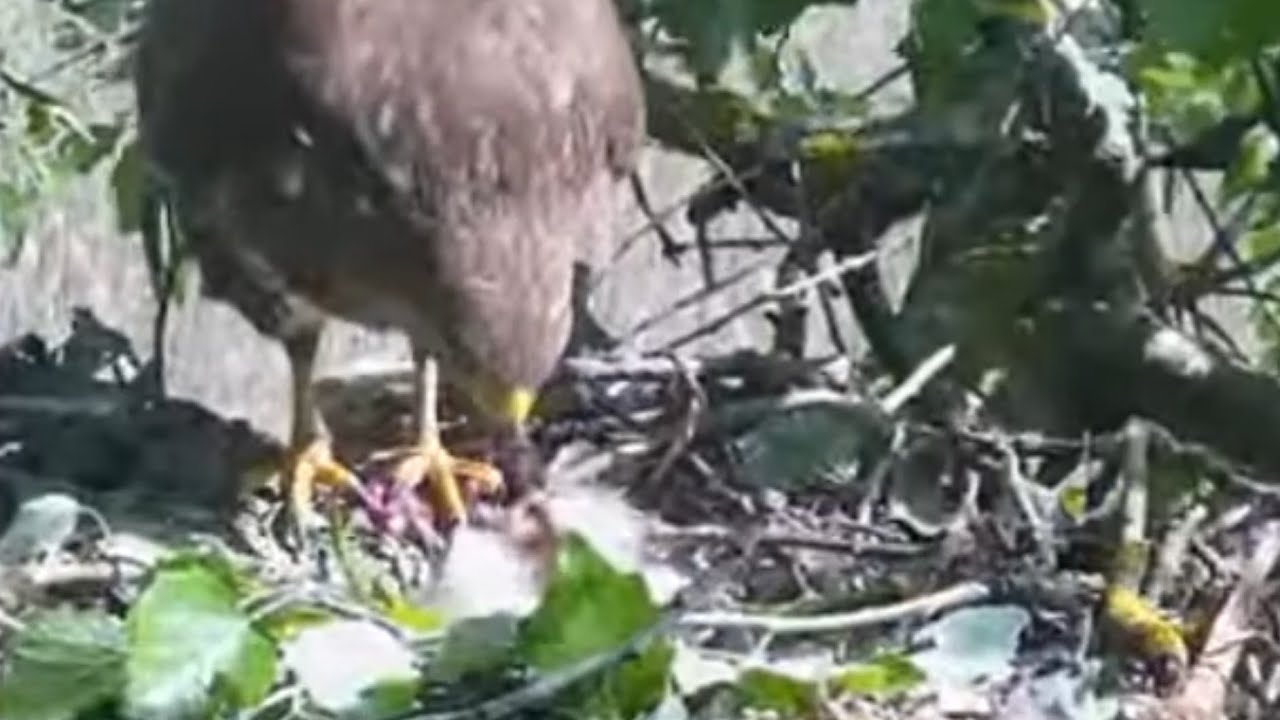 Common Buzzards (Tiszalök, Hungary) | Baby buzzard aggressive during breakfast feeding | May 5 ...