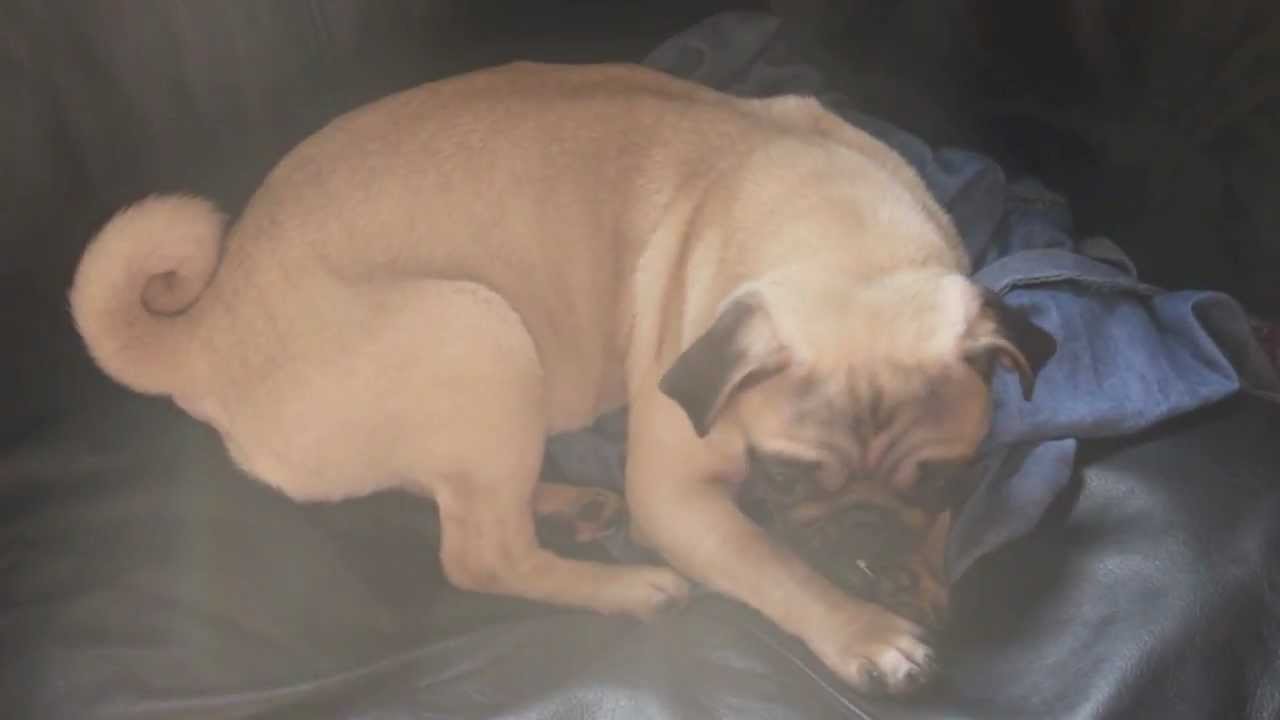 Ponyo the Pug Farts - YouTube