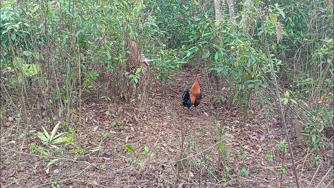 Dib qaib qus tuaj zoo kawg -2-3-2025 - YouTube