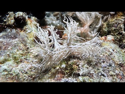 Macro diving in Romblon - Philippines, July 2024. Hidden gem on the planet.