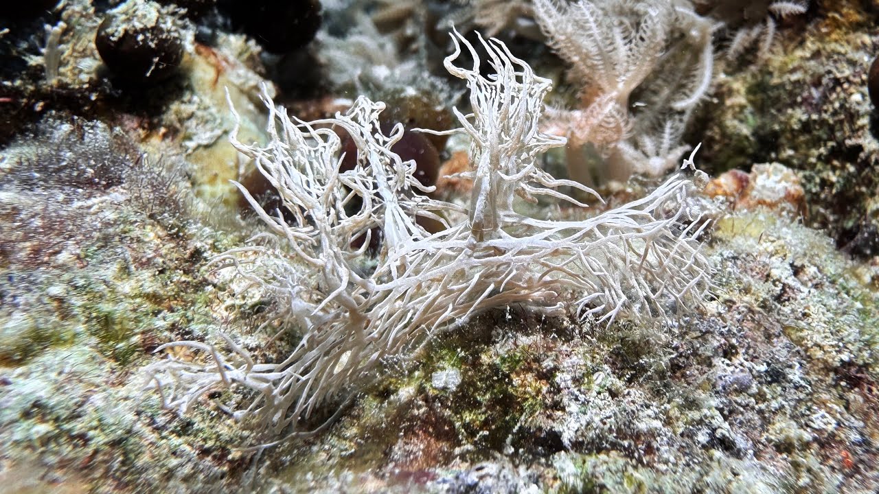 Macro diving in Romblon - Philippines, July 2024. Hidden gem on the ...