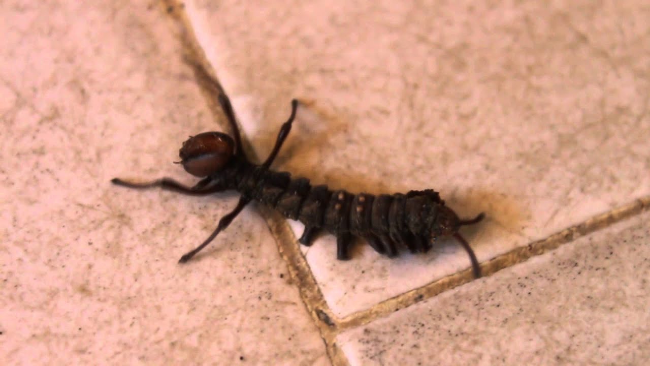 Very Strange Insect! - YouTube