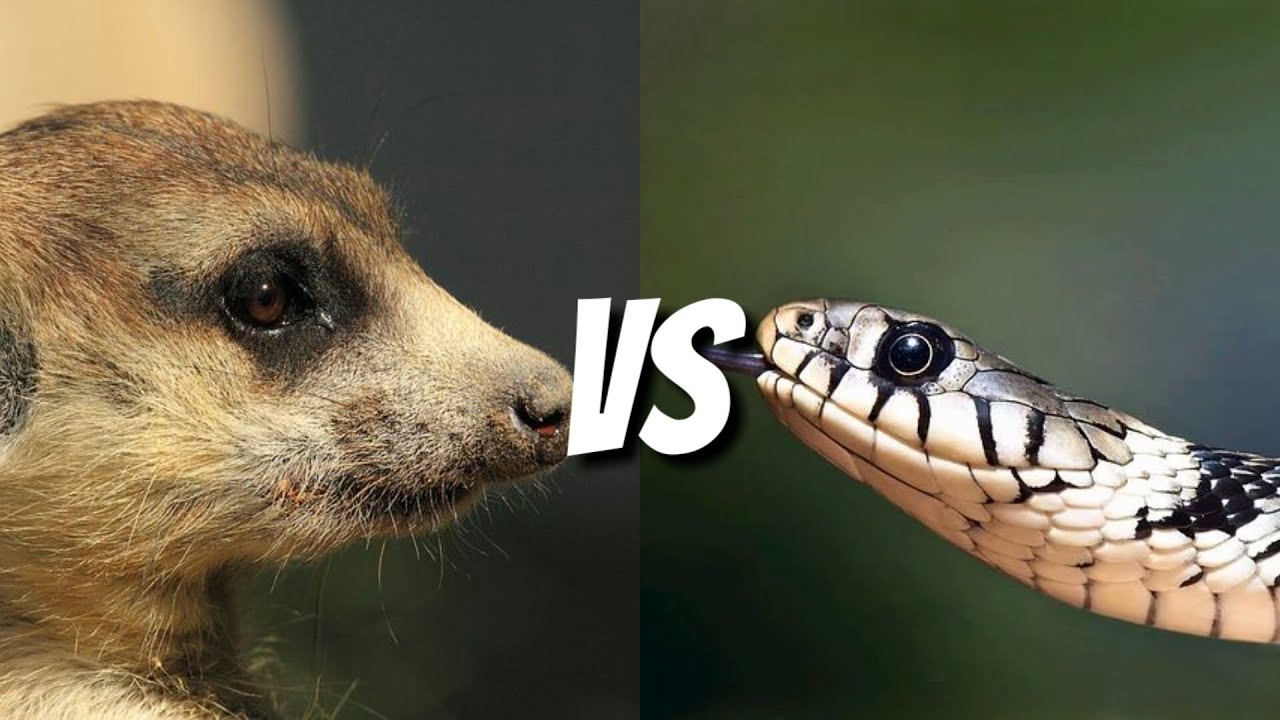 5 animals that hunt snakes - YouTube