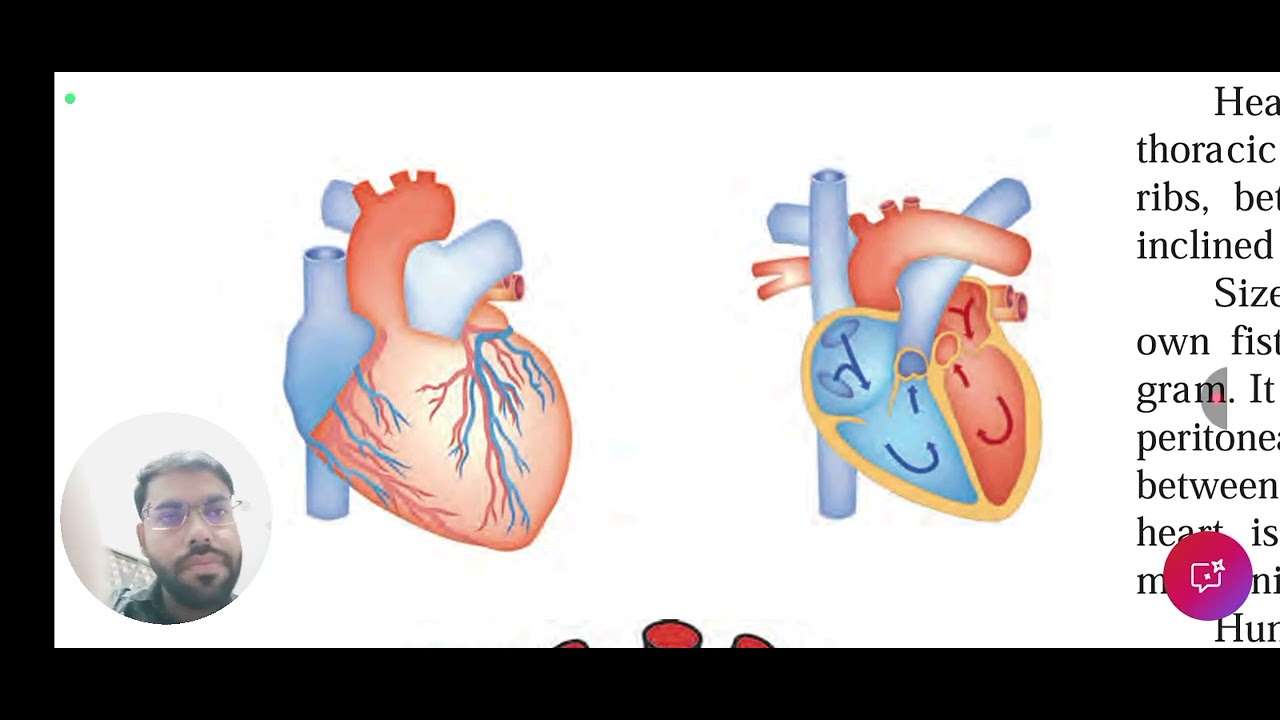 Class 8 science ch 11 Human body and Organ system - YouTube