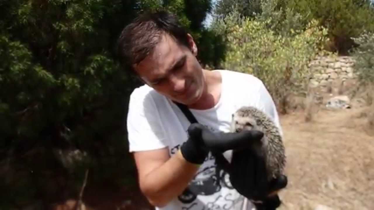 Small hedgehog family released in Wied Gollieqa, Malta - YouTube