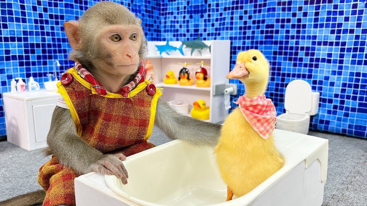 Monkey Baby Bim Bim helps dad take care of duckling and eats salad ...