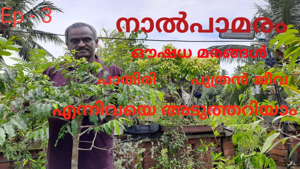 MEDICINAL PLANTS - PATHIRI & PUTHRAN JEEVA - YouTube