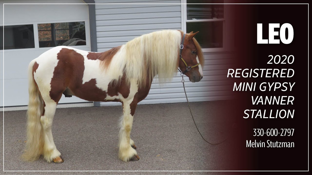 SOLD | BB Leo, 2020 Mini Gypsy Vanner Stallion | Mid Ohio Pony Auction ...