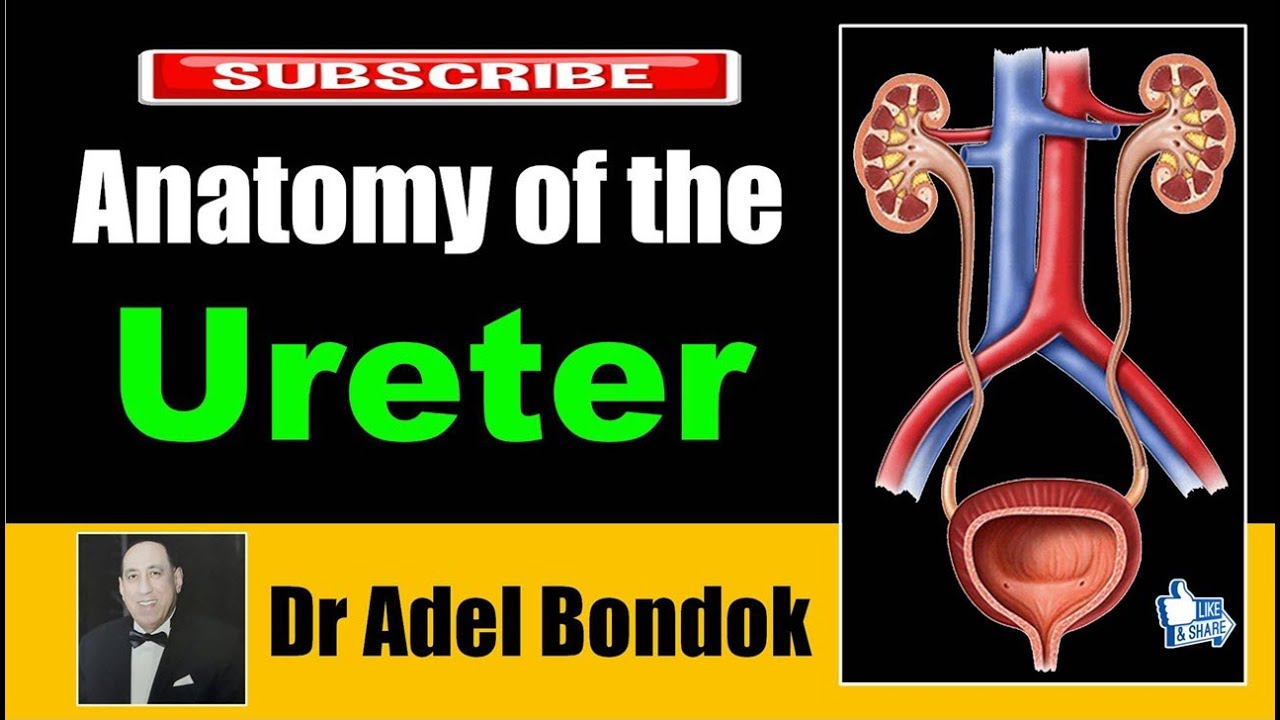 Anatomy of the Ureter, Dr Adel Bondok - YouTube