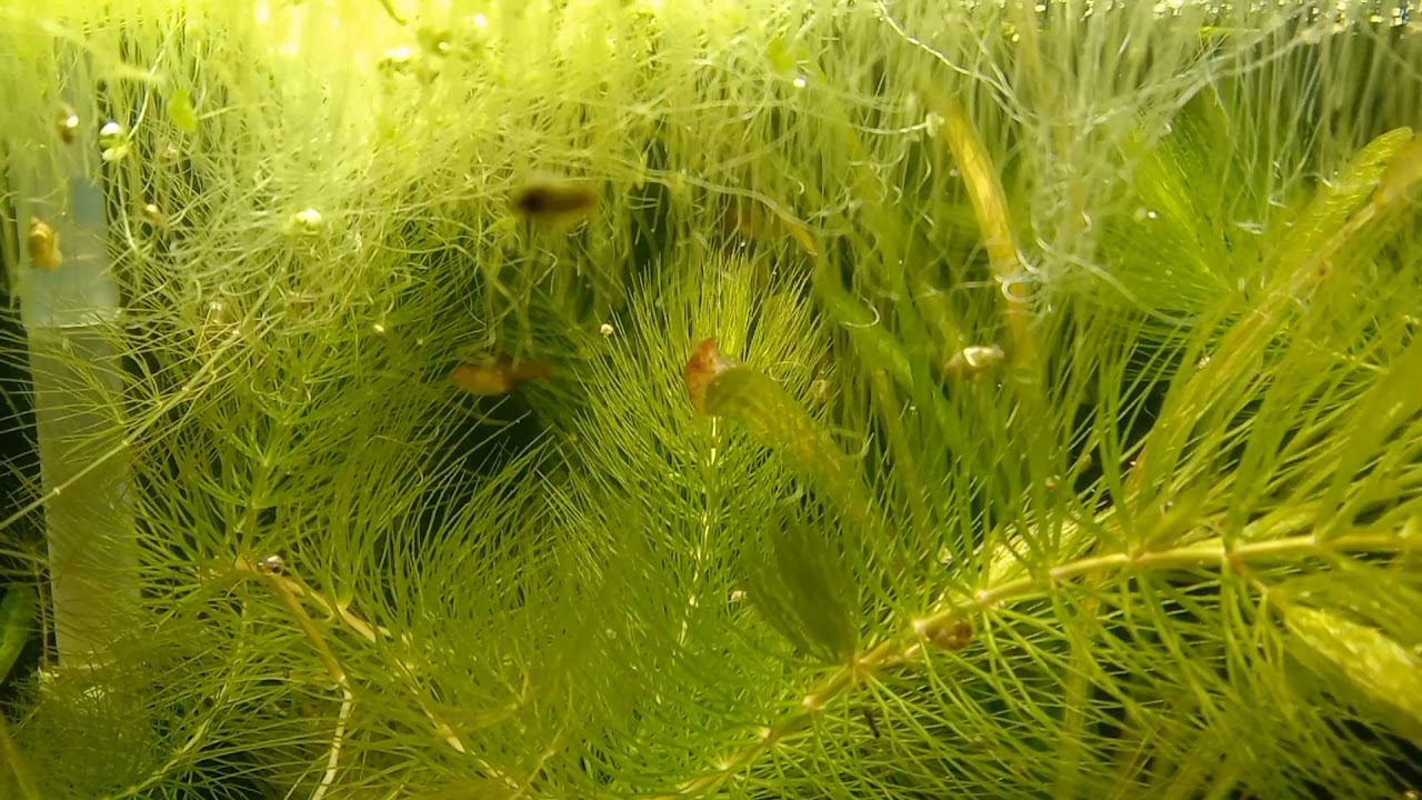 Planted Nano Aquarium for Cardinal and Amandae Tetra - YouTube