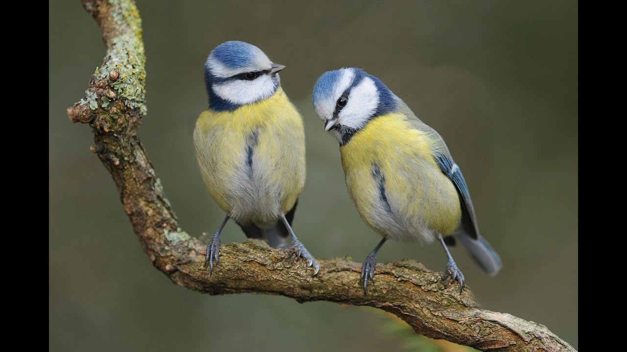 Live in het huisje van een pimpelmees - YouTube