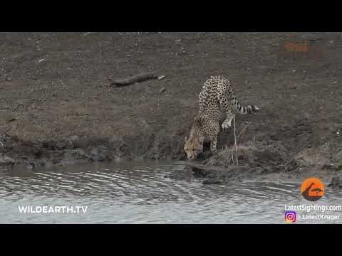 Su içen Çitayı ,Timsah böyle yakaladı! Cheetah vs Crocodile