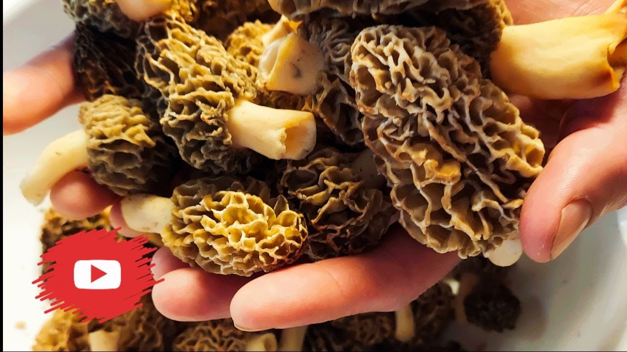 HUGE Patch of Morel Mushrooms! - YouTube