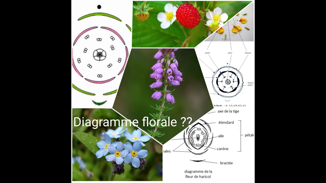 (انطلاقا من المعطيات لي حافظ(ة diagramme florale كيفاش نصوب - YouTube