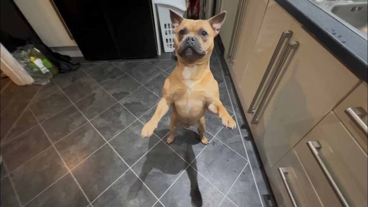 DOG TRICKS - STAND UP, HIGH 5 , WAVE , PAW - YouTube