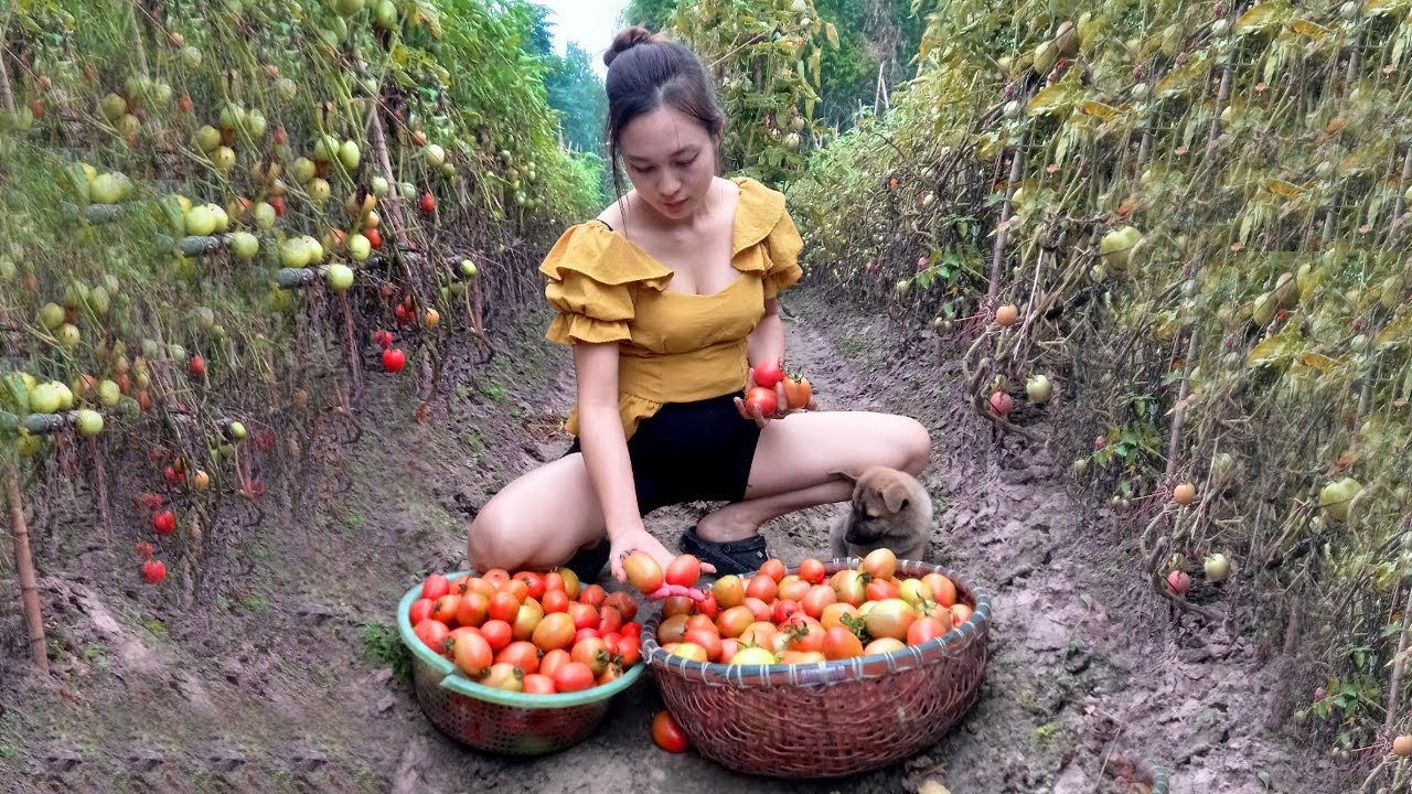 Harvests tomatoes to sell at the market-Processes corn on the farm ...