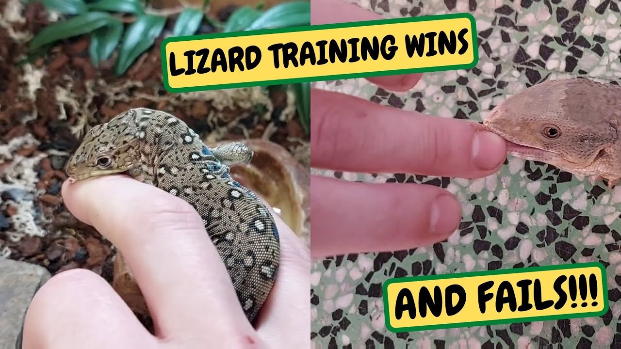 LIZARD Training WINS And FAILS, 2 Bites And 1 Escape (Snake Island ...