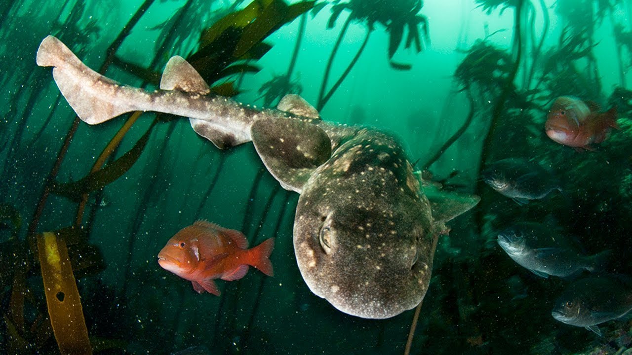 SHARKS in the POOL - Real Wild Ep. 1 - YouTube