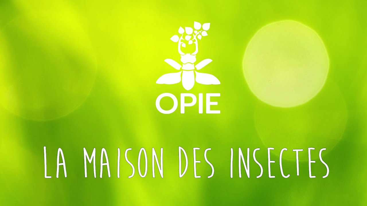 Teaser - la Maison des Insectes - YouTube