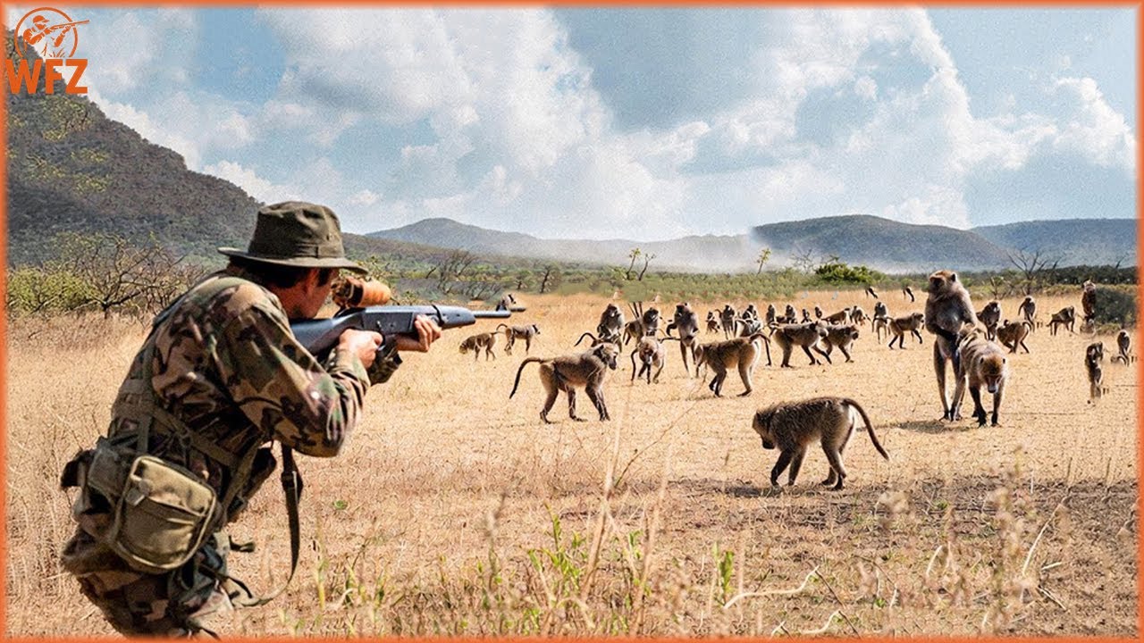 This is Why Hunters Use Guns to Deal with 1,8M Baboons, Wild Boars and ...
