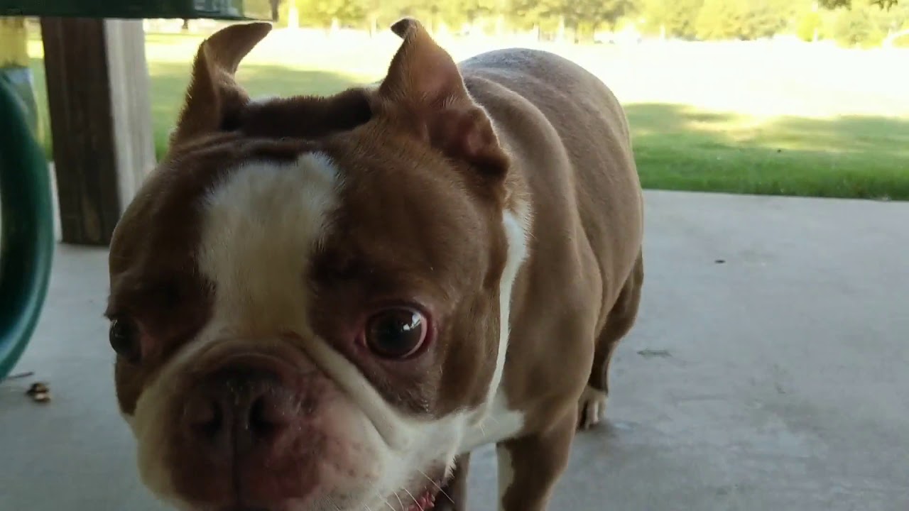 Chip - Boston Terrier with aggression - Before/After 2 week Board and ...