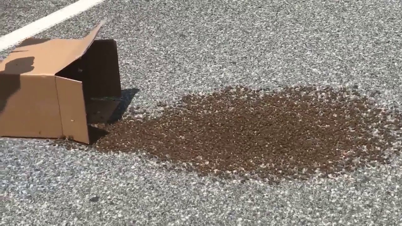 Men Herd Swarm of Bees Into Safety of Cardboard Box - YouTube