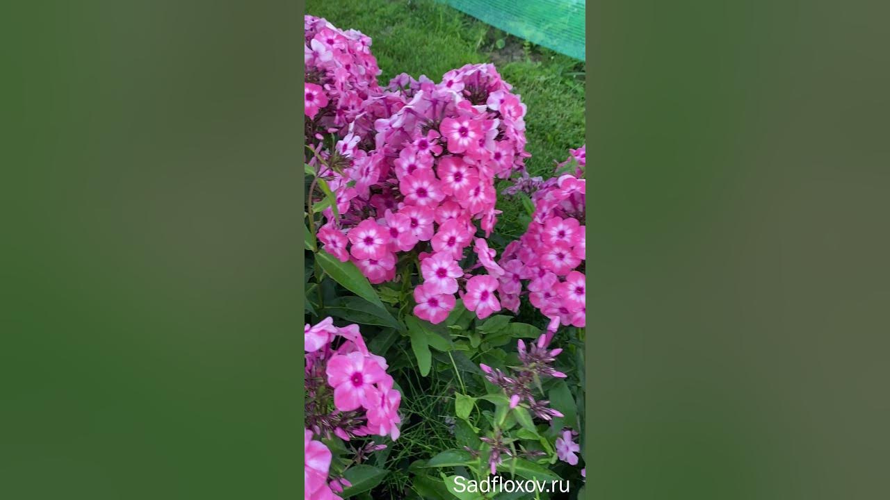 Ароматный флокс Оленька - YouTube