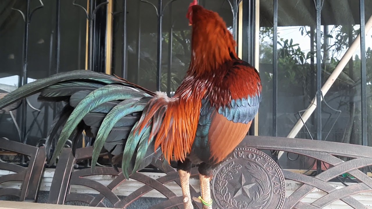 ASIL. JCV FARM MÉXICO. - YouTube