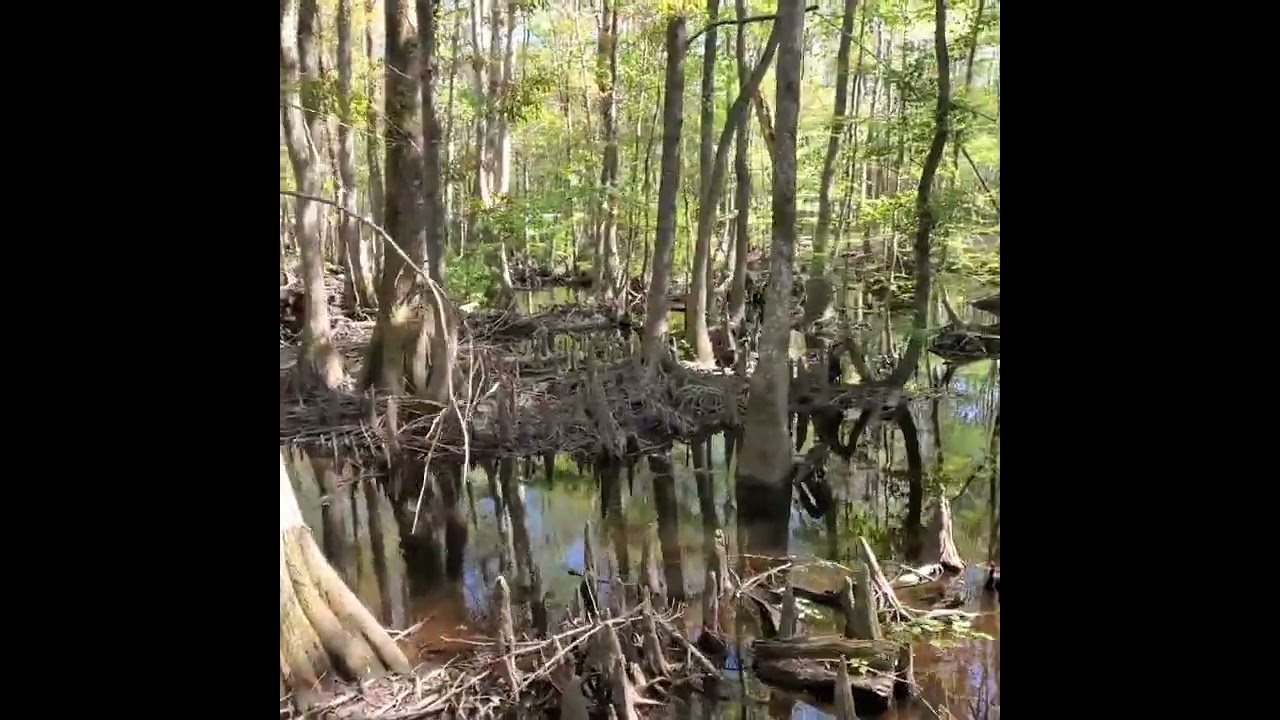Pocotaligo Swamp - YouTube