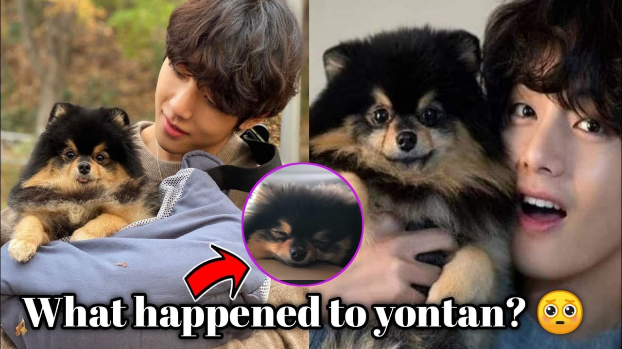 Is Yeontan A Pomeranian