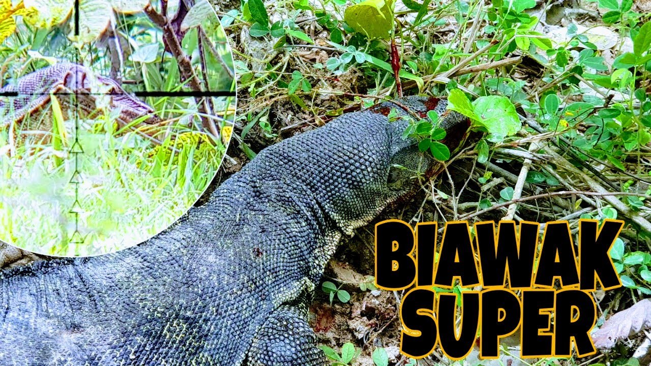 Biawak Pemakan Pitik - YouTube
