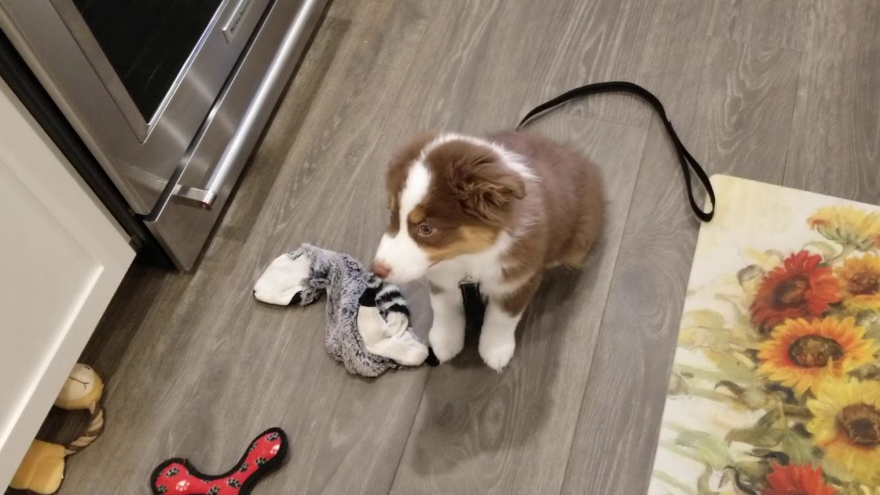 11 week old Australian Shepherd puppy learning voice commands - YouTube