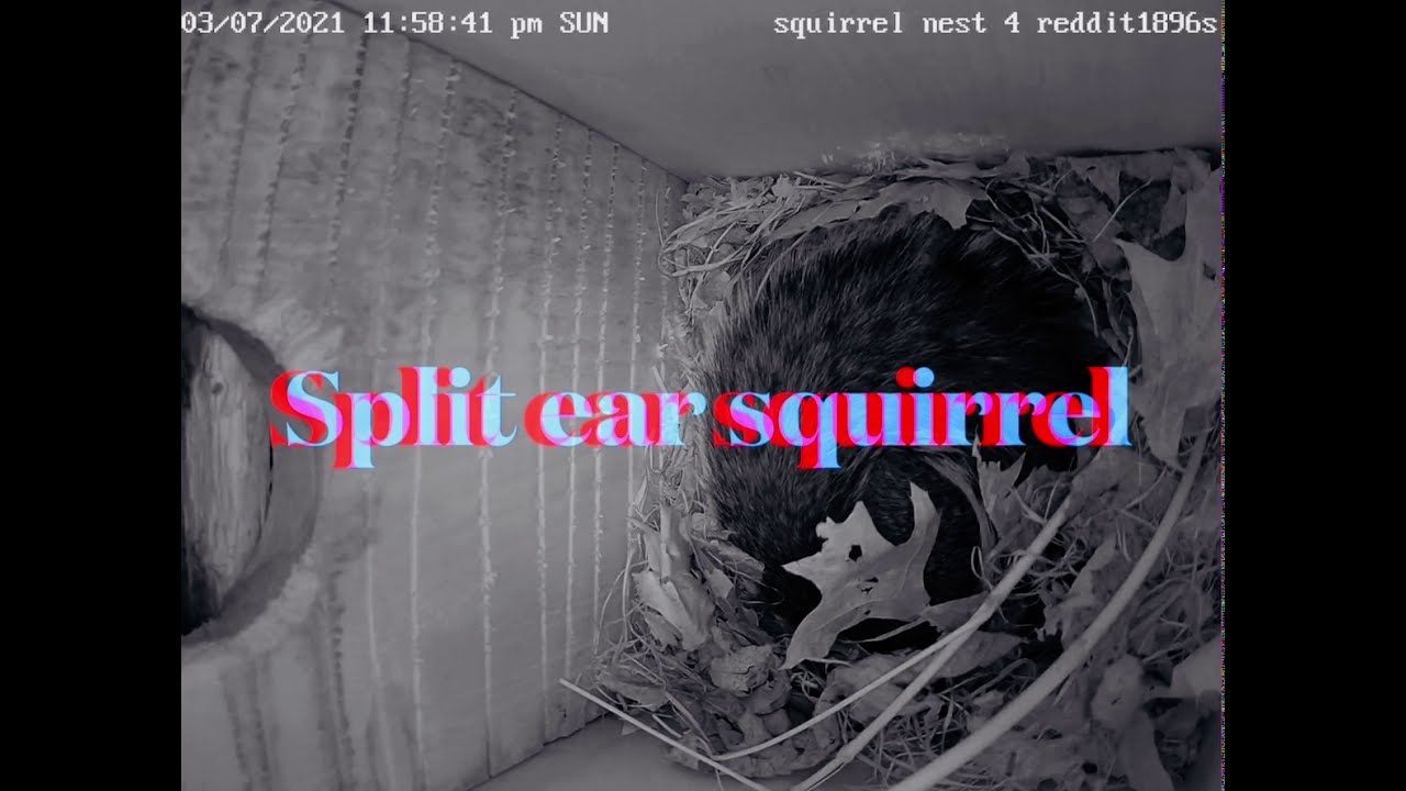 Squirrel Gives Birth March 8 2021 Youtube