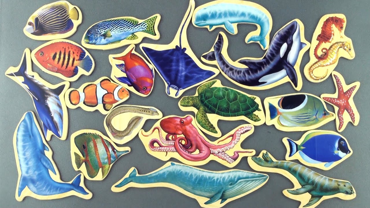 20 magnetic sea creatures - 20 Marine animals magnets - Learn sea ...