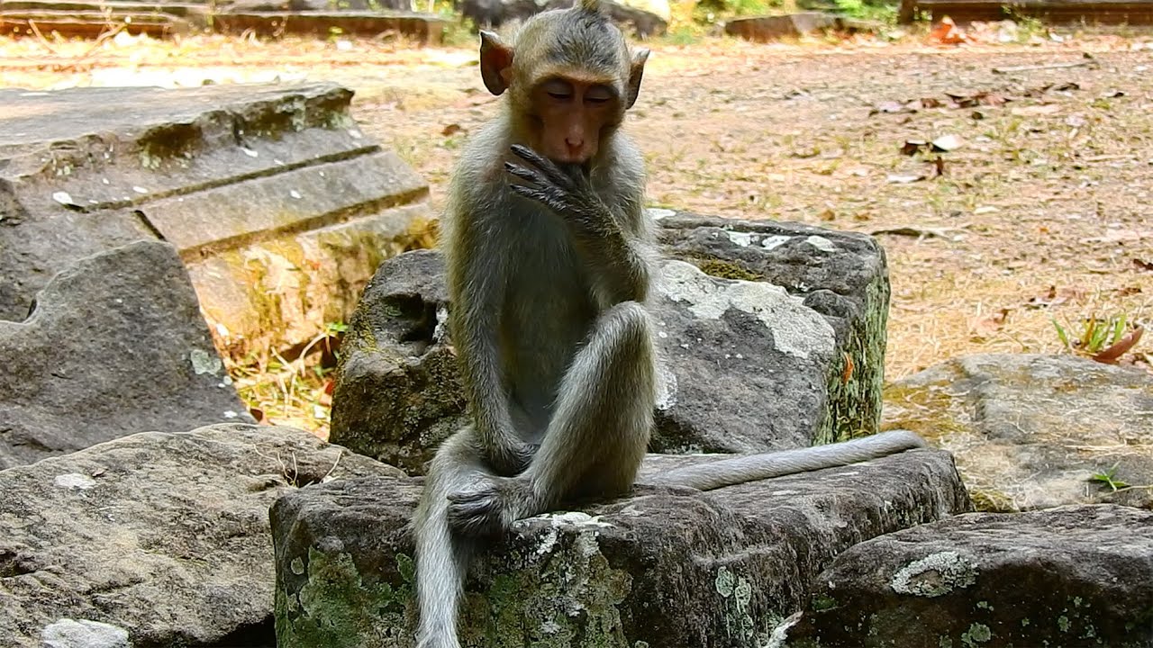 Poor monkey Dawn tired & hungry so much - YouTube