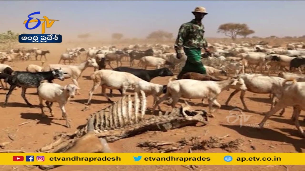 Six Giraffes Dead | as Kenya Drought Horror Captured in Single Picture ...