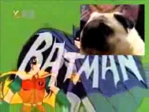 EL PERRO QUE DICE BATMAN-CON INTRODUCCION DE BATMAN - YouTube