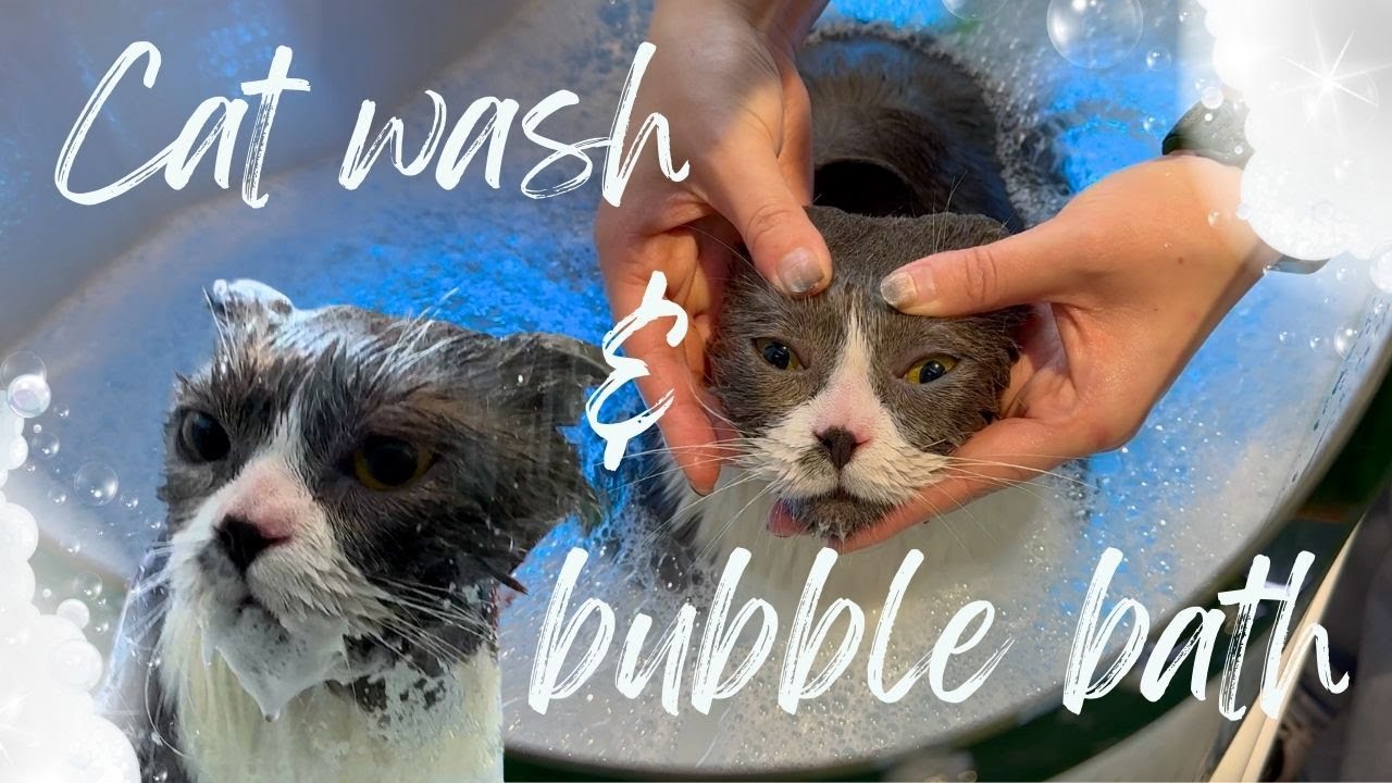 Calming Cat Bubble Bath ASMR | Scottish Fold Munchkin Nimbus Relaxing ...
