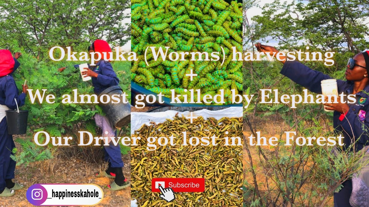 Okapuka (Worms) Harvesting in the Southern Africa | A day as a Village ...